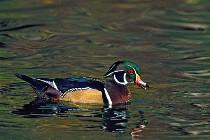 Wood Duck on WaterDedicated to the Pursuit of Excellence in Outdoor ...